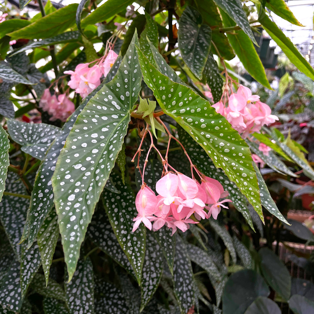 Begonia White Ice | Pink Flowered Begonia Plant | Steve’s Leaves ...