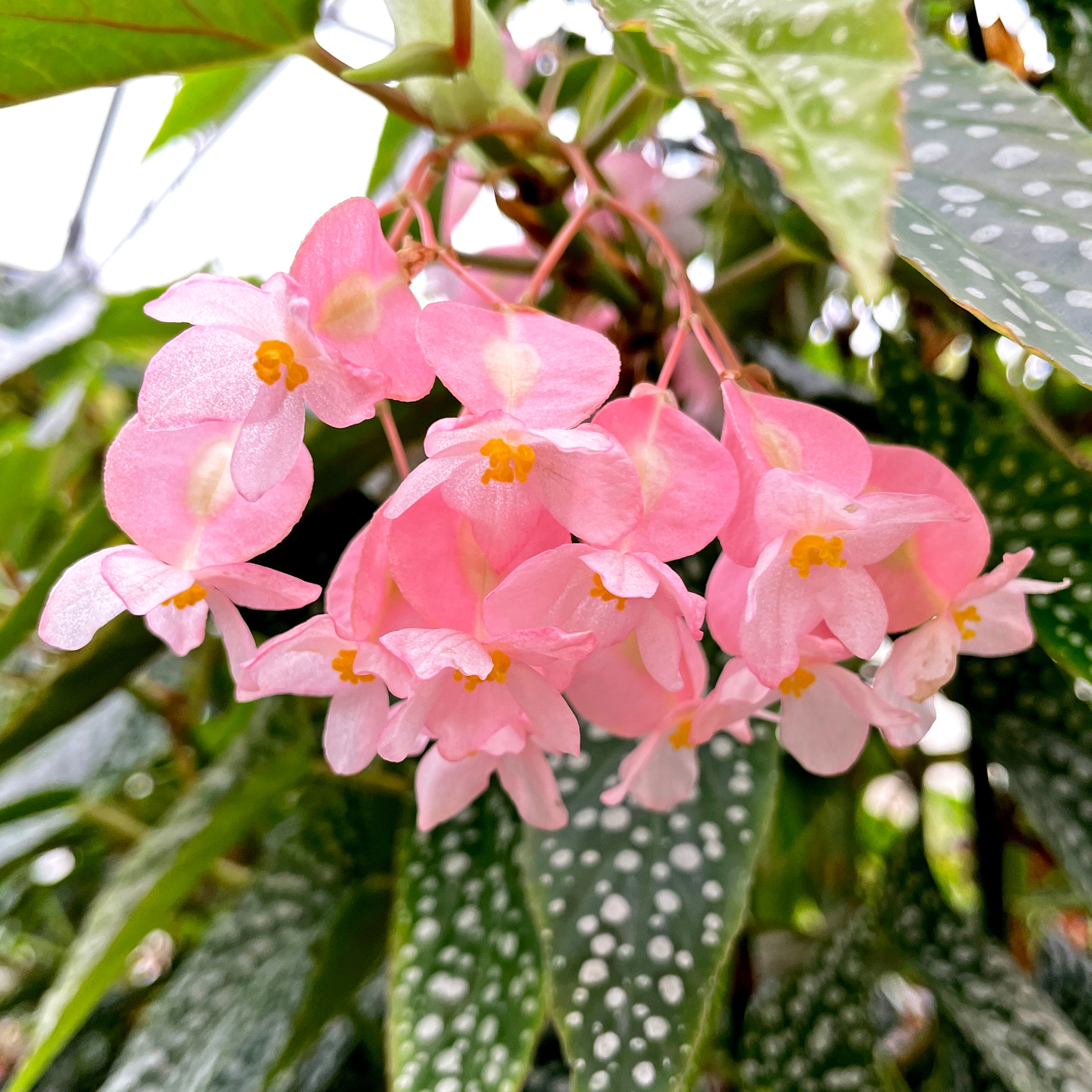 Begonia White Ice | White Begonia Plant | Steve's Leaves