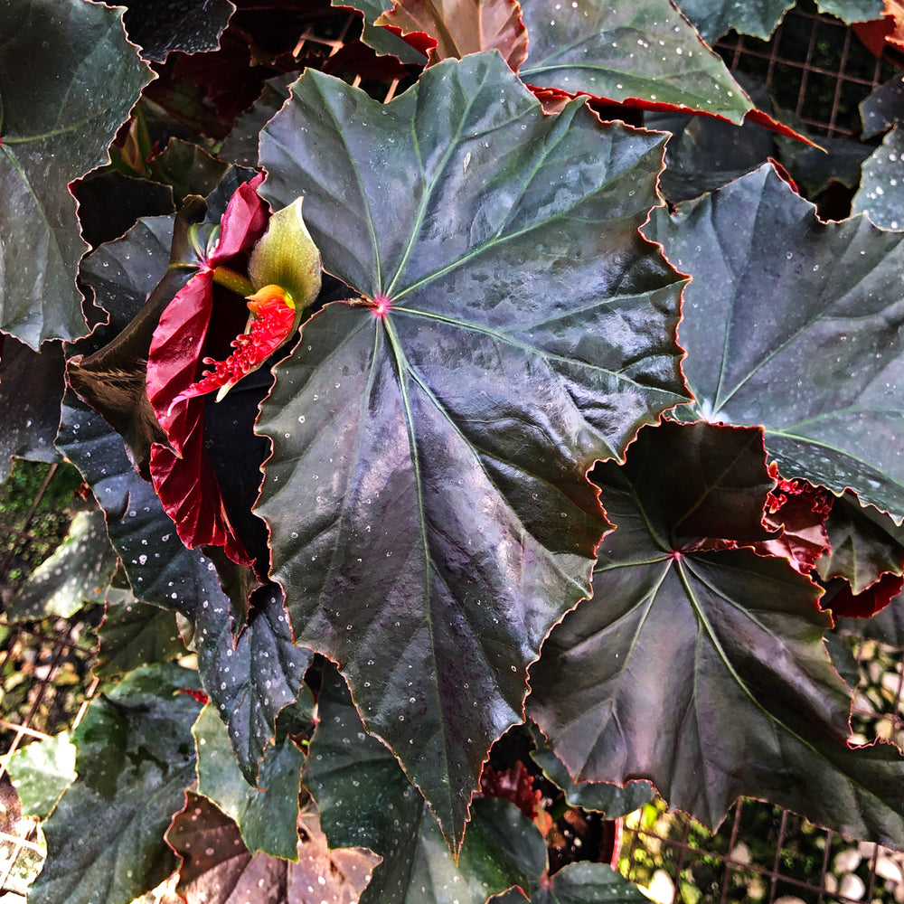 Begonia 'Alice Faye' | Steve's Leaves Begonia Exotic Plants