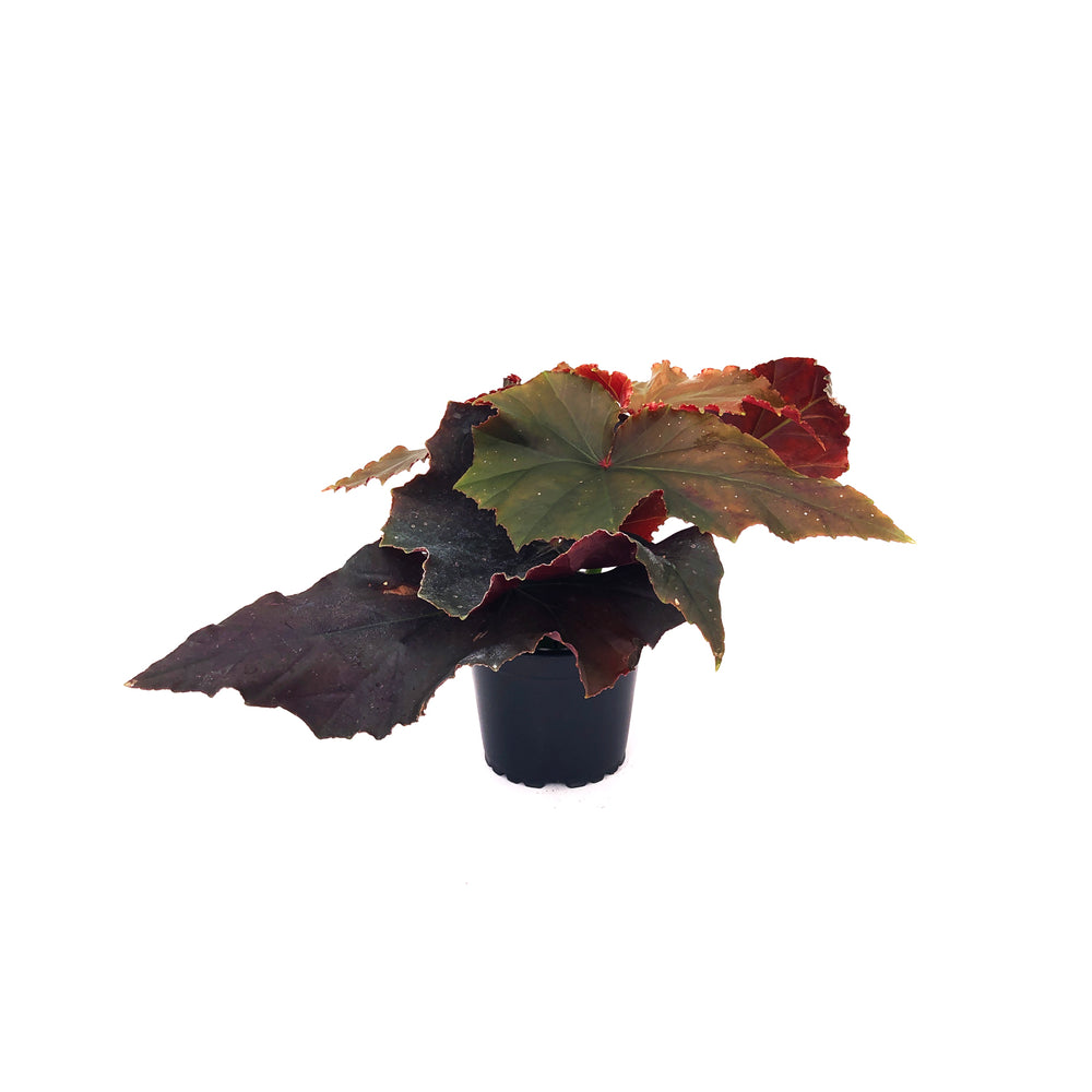 Begonia 'Alice Faye' | Steve's Leaves Begonia Exotic Plants