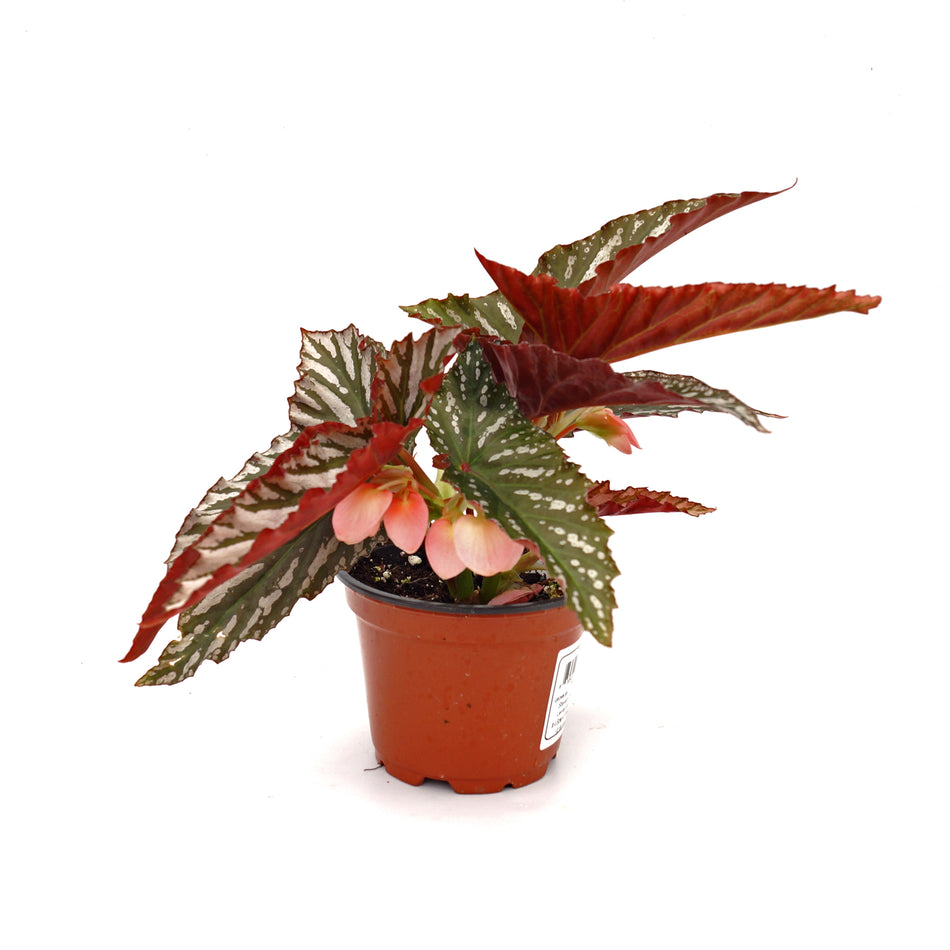 Begonia 'Guy Savard' | Steve's Leaves Begonia Exotic Plants