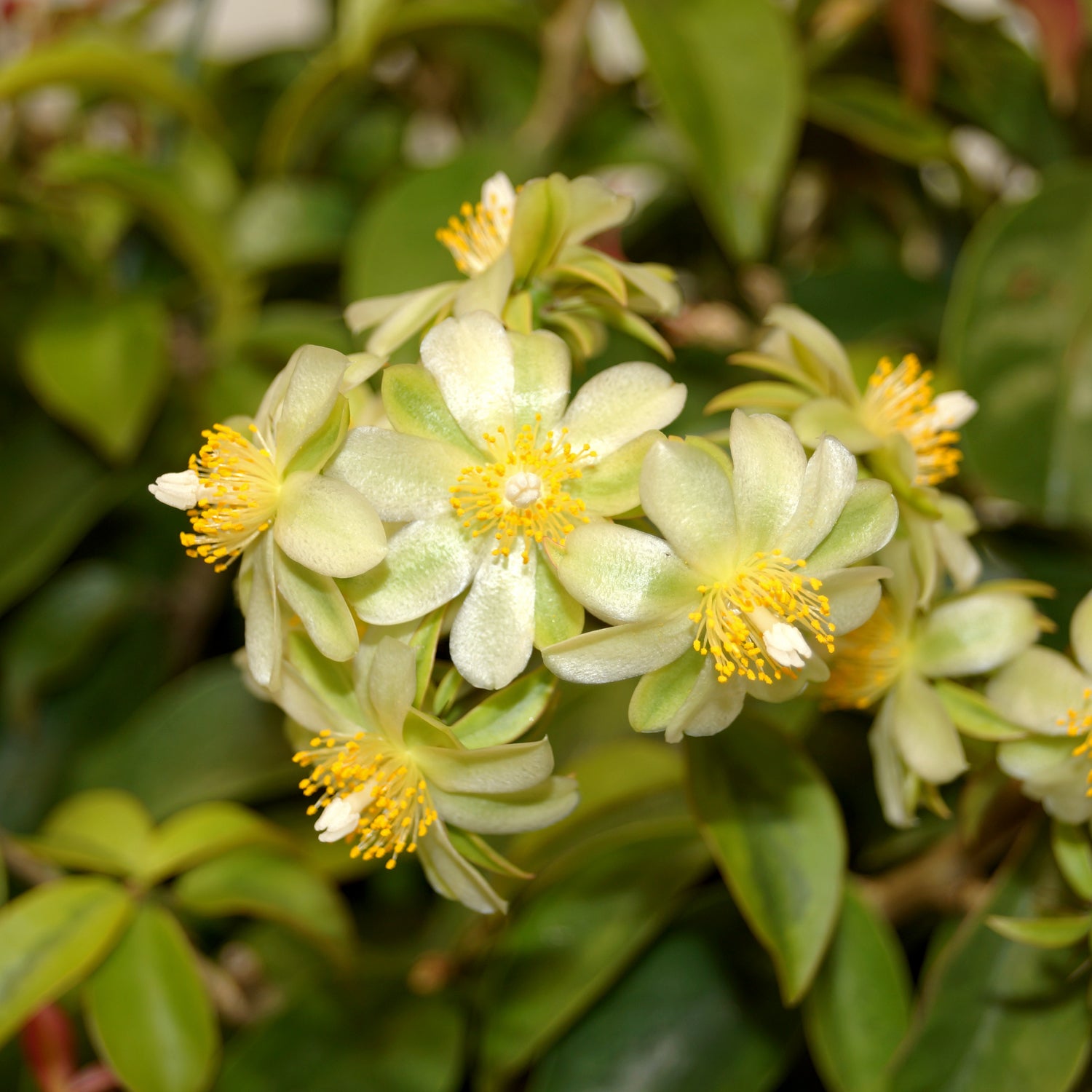 Pereskia Aculeata | Pereskia Cactus Plant | Steve's Leaves