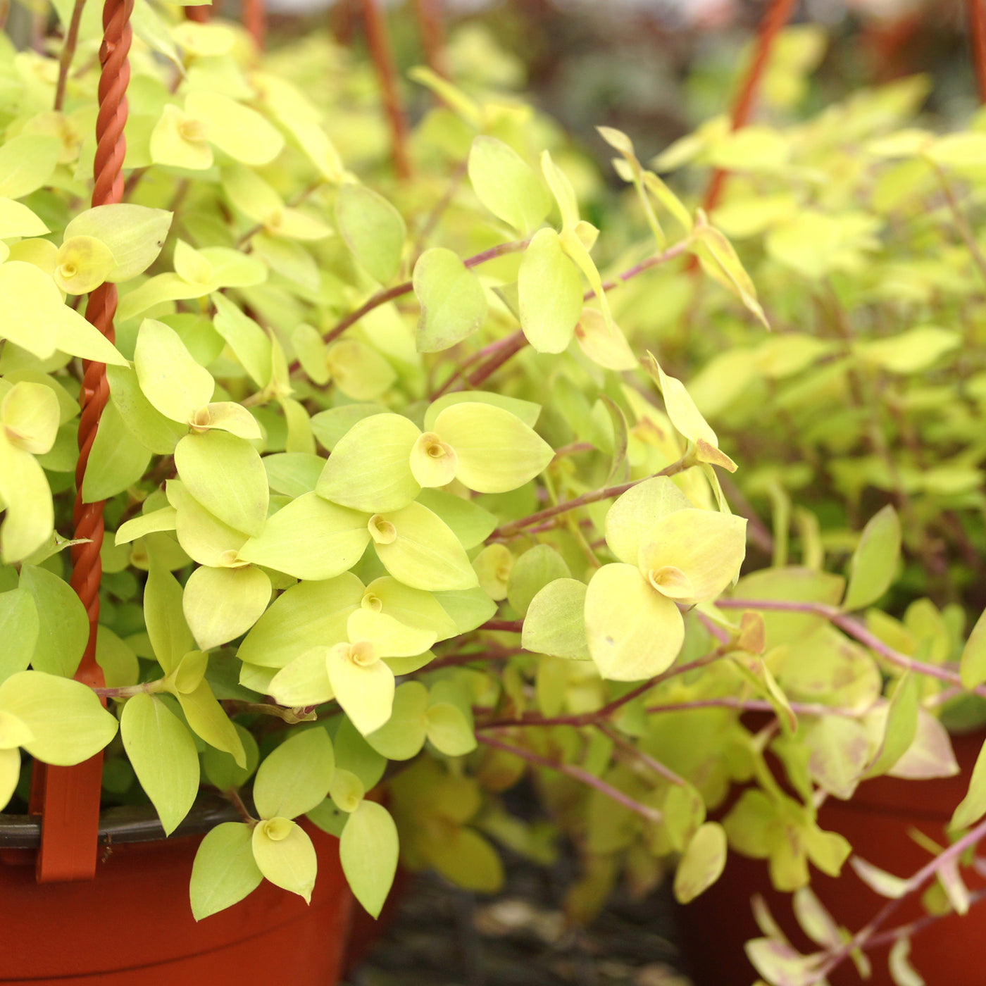 Callisia repens 'Gold Form' - 6" Hanging Basket – Steve's Leaves