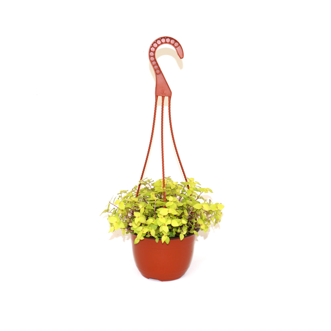 Callisia repens 'Gold Form' - 6" Hanging Basket – Steve's Leaves