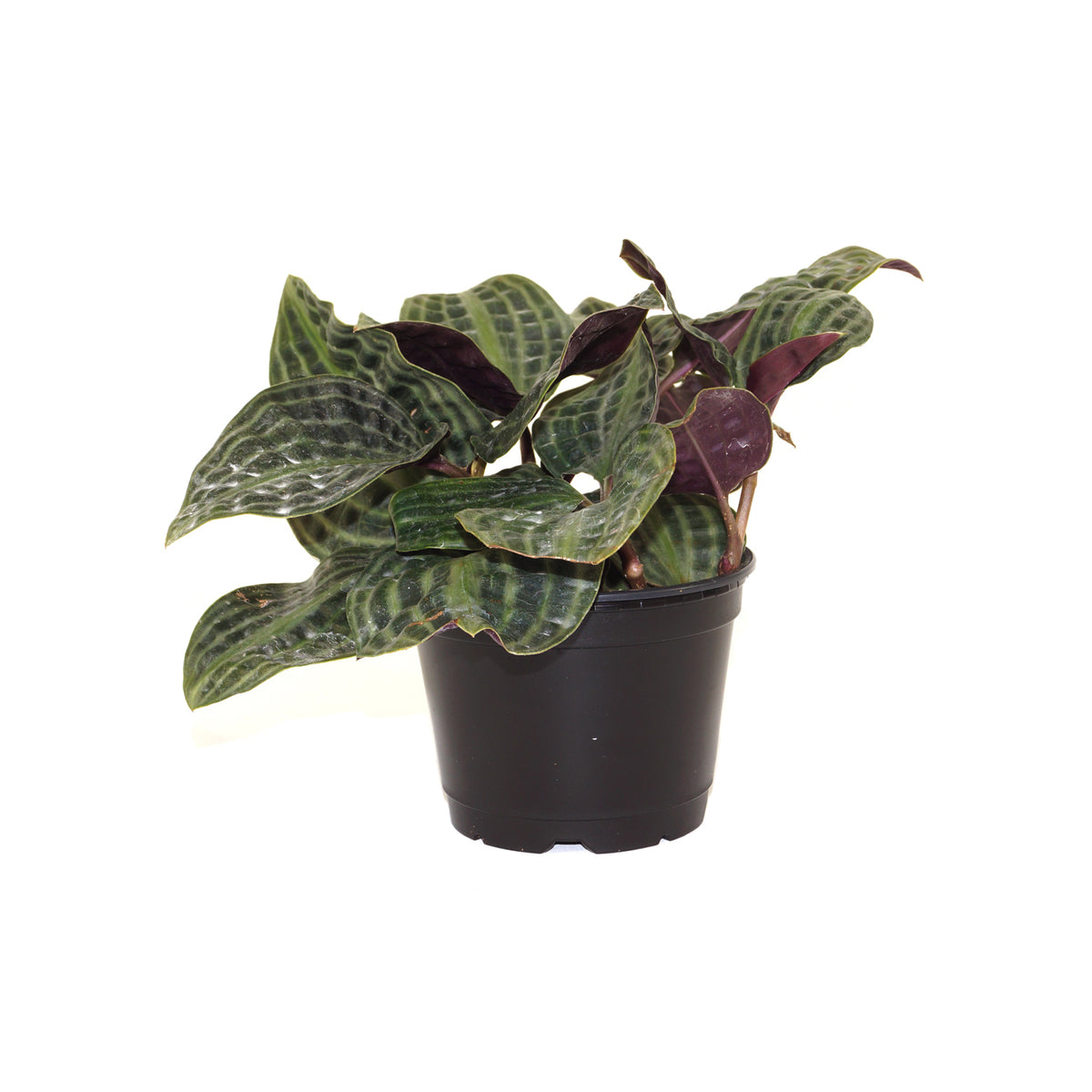 Geogenanthus poeppigii (Seersucker Plant) | Steve's Leaves