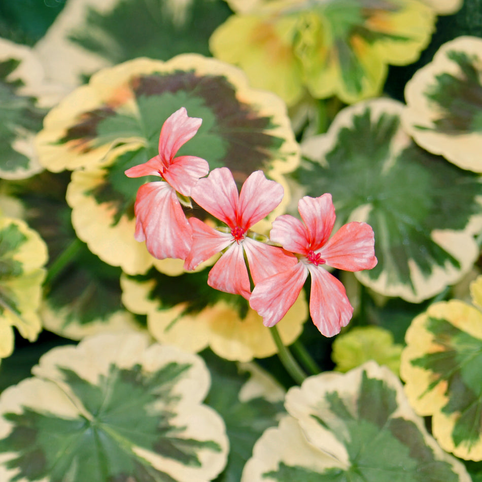 Geranium ‘Mrs. Cox’ (Pelargonium hybrid) – Steve's Leaves