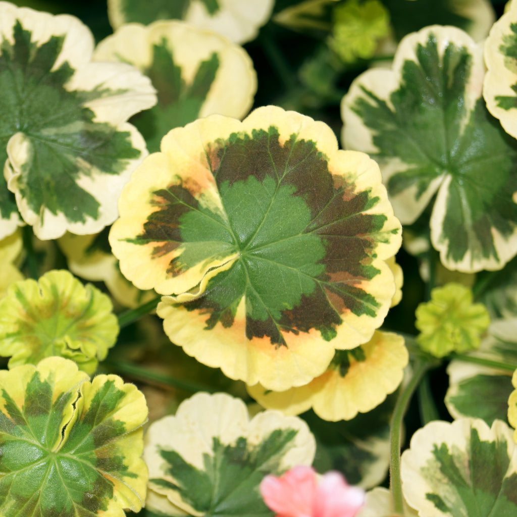 Geranium ‘Mrs. Cox’ (Pelargonium hybrid) – Steve's Leaves