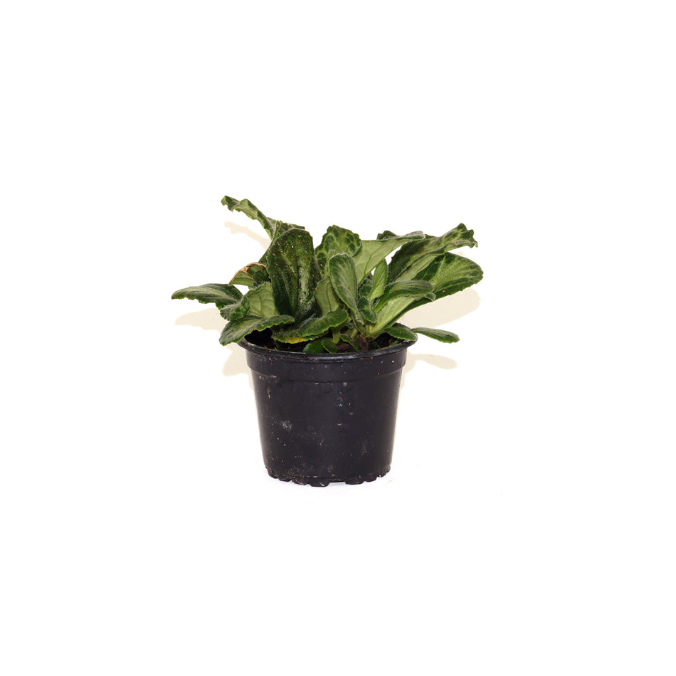 Primulina 'Patina' – Steve's Leaves