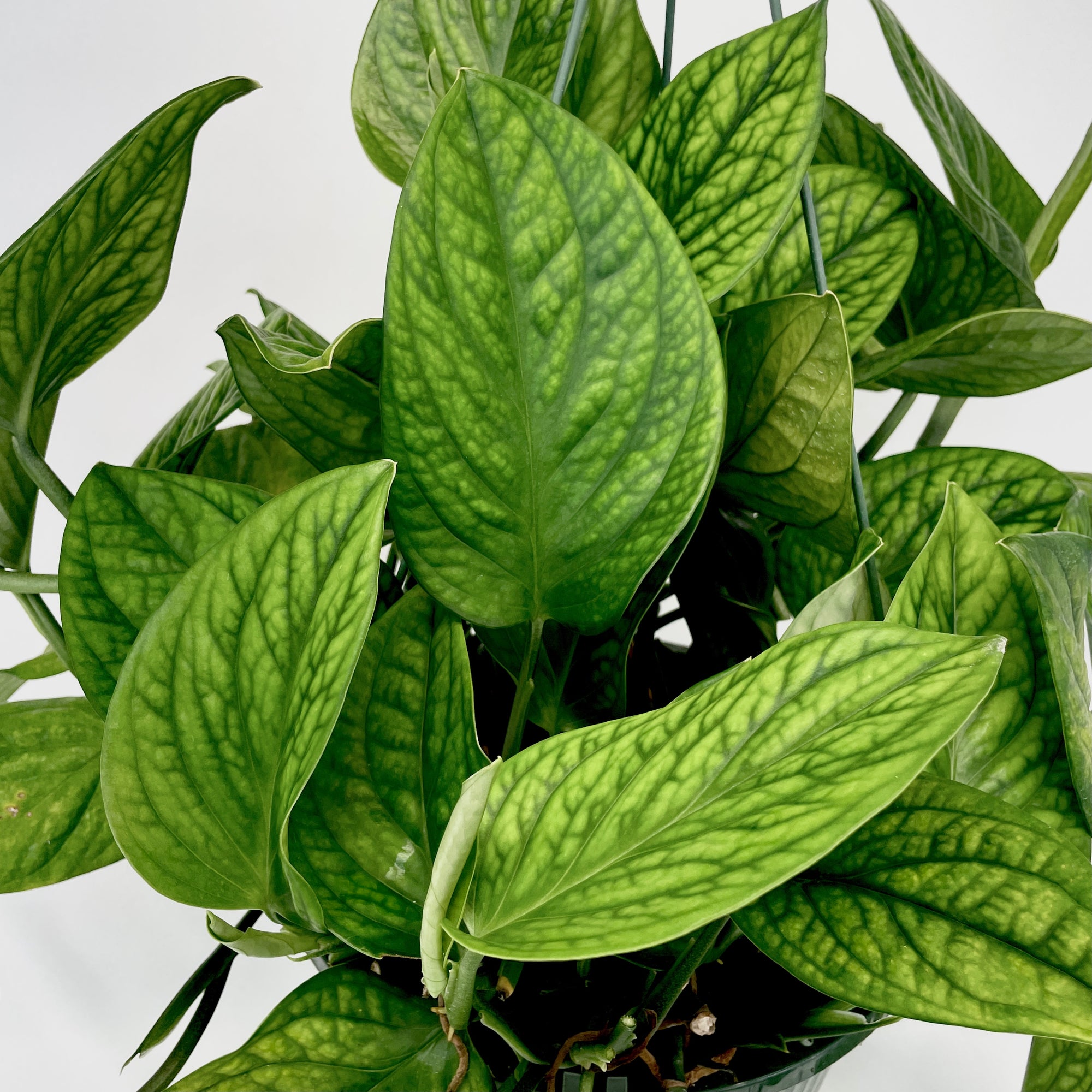 Monstera sp. 'Peru' for Sale (Monstera Karstenianum) – Steve's Leaves