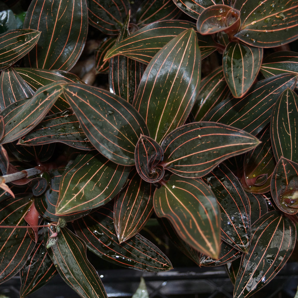 Ludisia discolor – Steve's Leaves