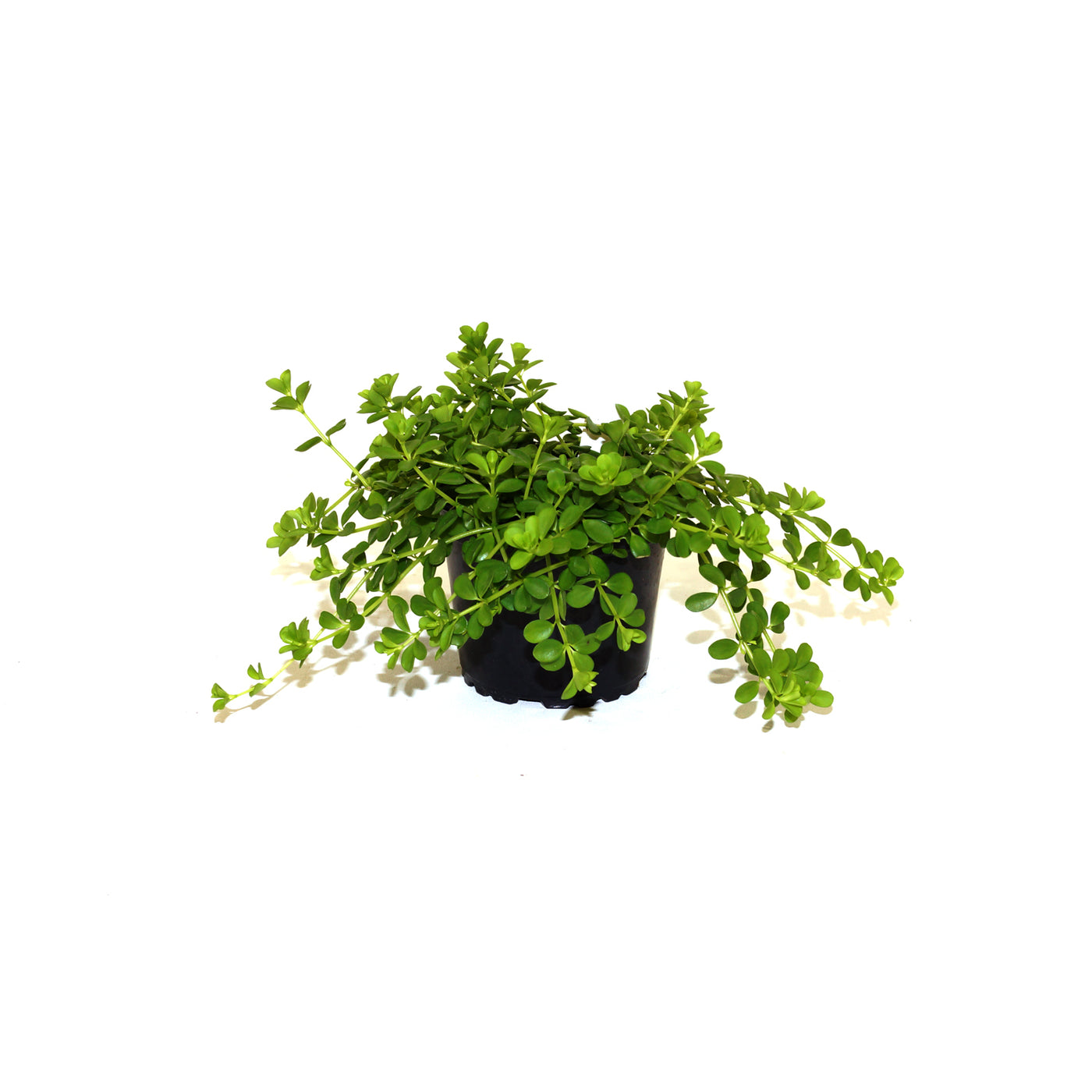 Peperomia Hoffmannii | Tiny Trailing Succulent Plant | Steve's Leaves