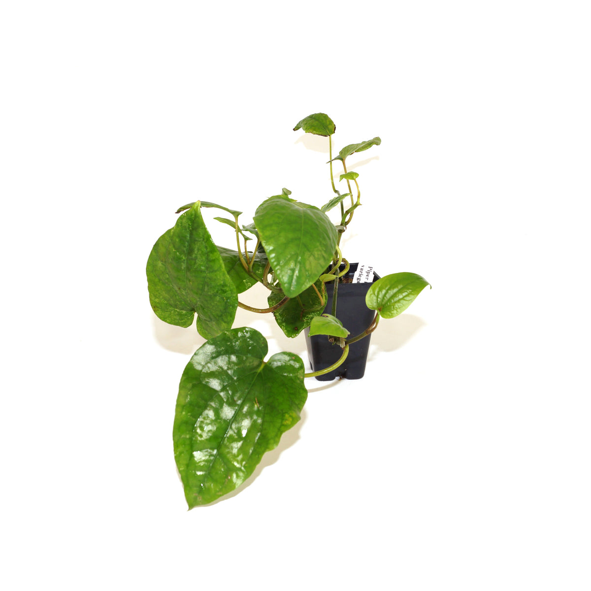 Piper macropiper variegata – Steve's Leaves