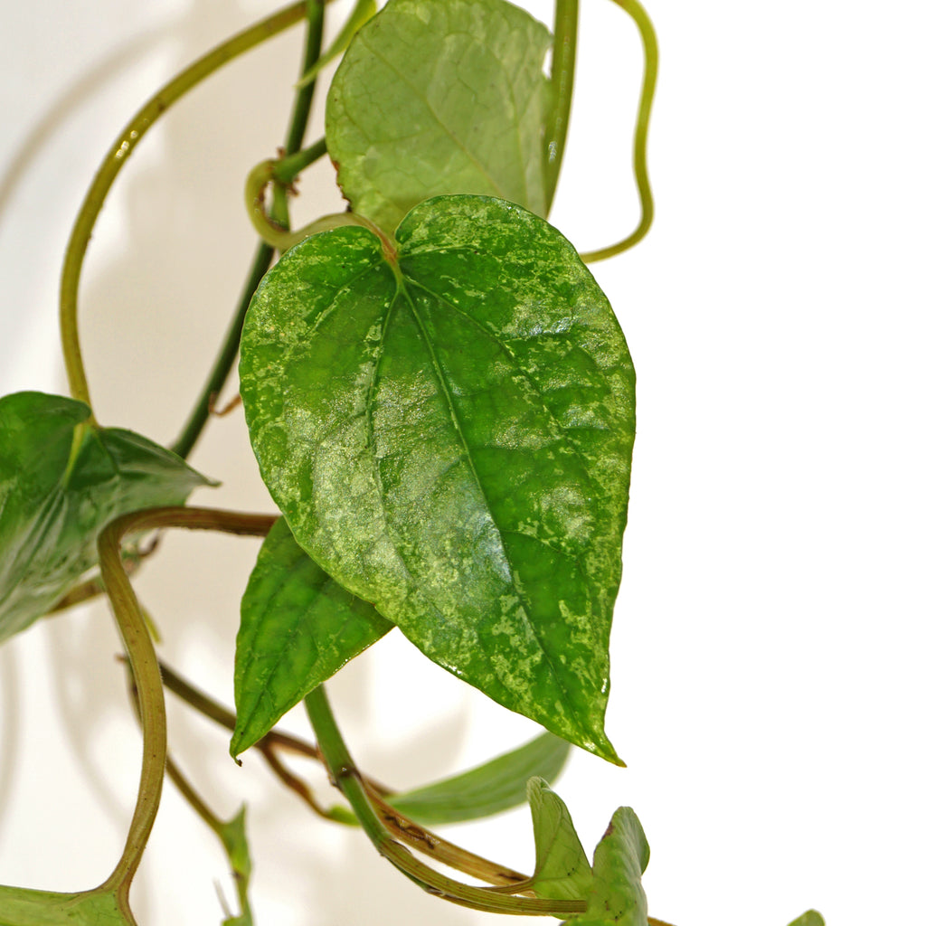 Piper macropiper variegata – Steve's Leaves