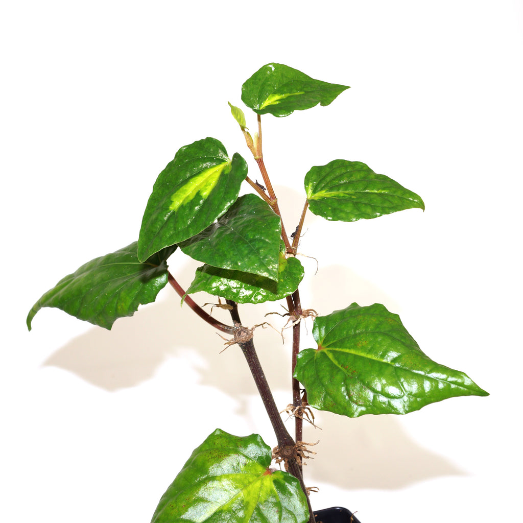 Piper methysticum 'Bright Eyes' – Steve's Leaves