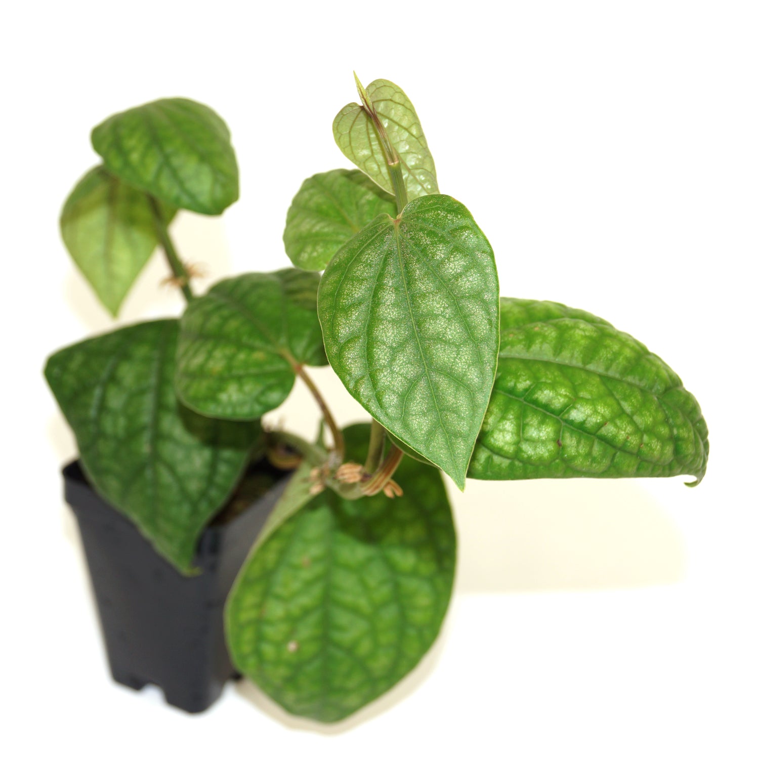 Piper sylvaticum – Steve's Leaves