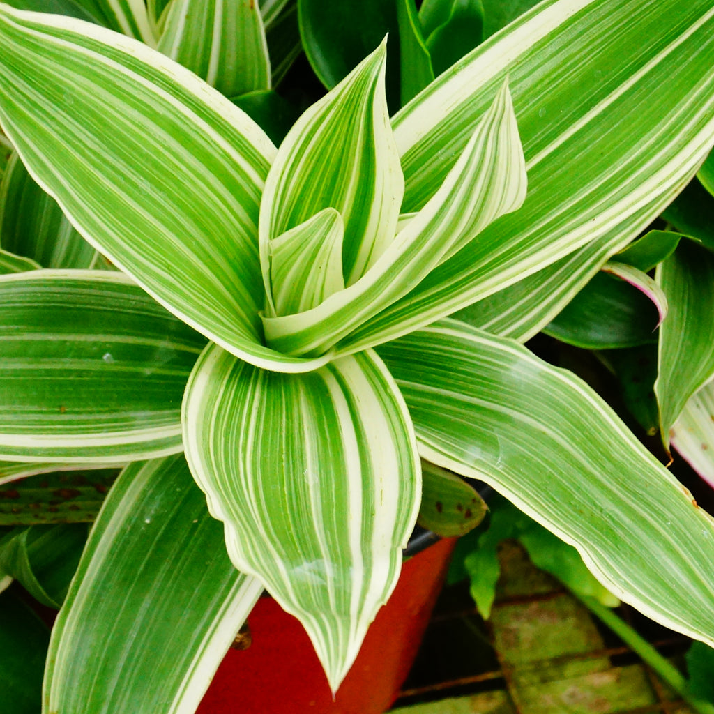 Tripogandra "unknown species" – Steve's Leaves