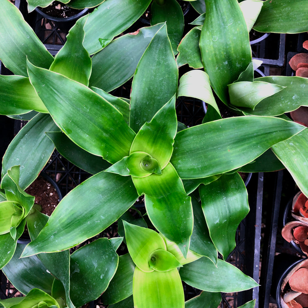 Tripogandra Sp. (green form) – Steve's Leaves